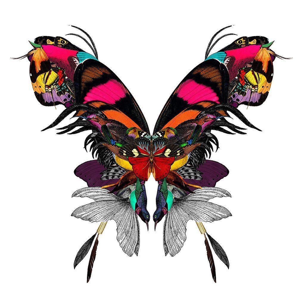 Fuglar og Fidrildin Pall by Kristjana S Williams | Buy Art Online ...