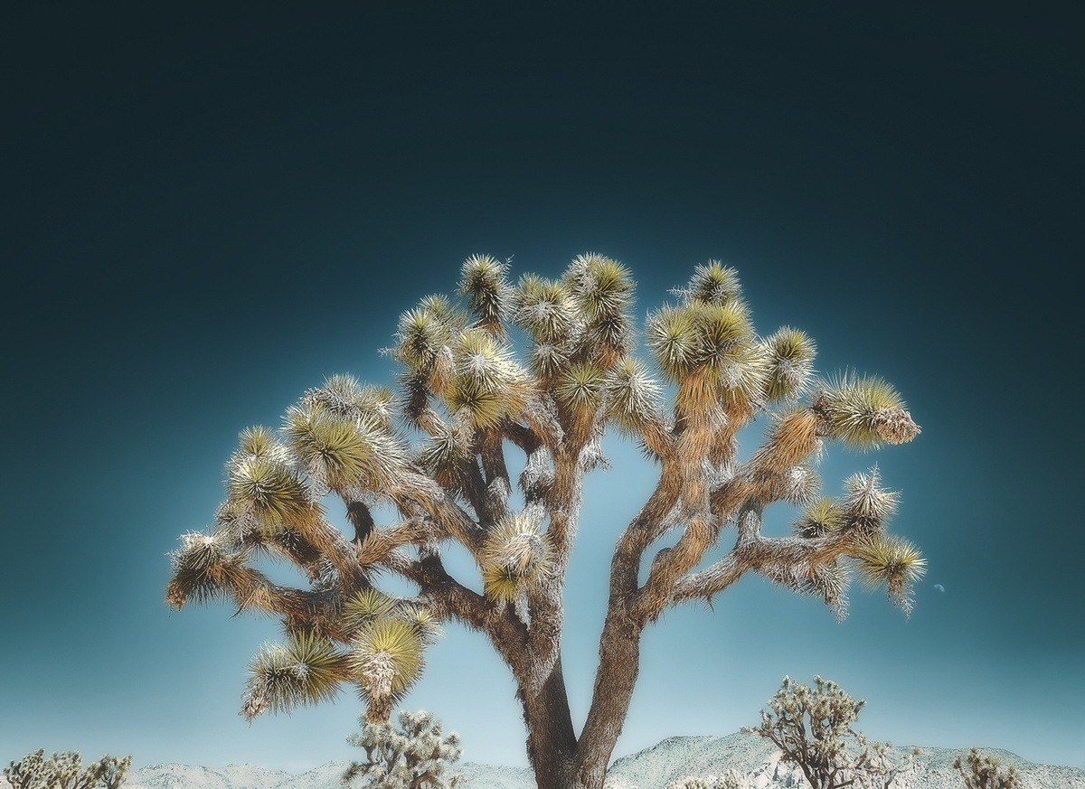 Joshua Tree, Twilight Blue by Kristin Hart | Buy Art Online | Rise Art