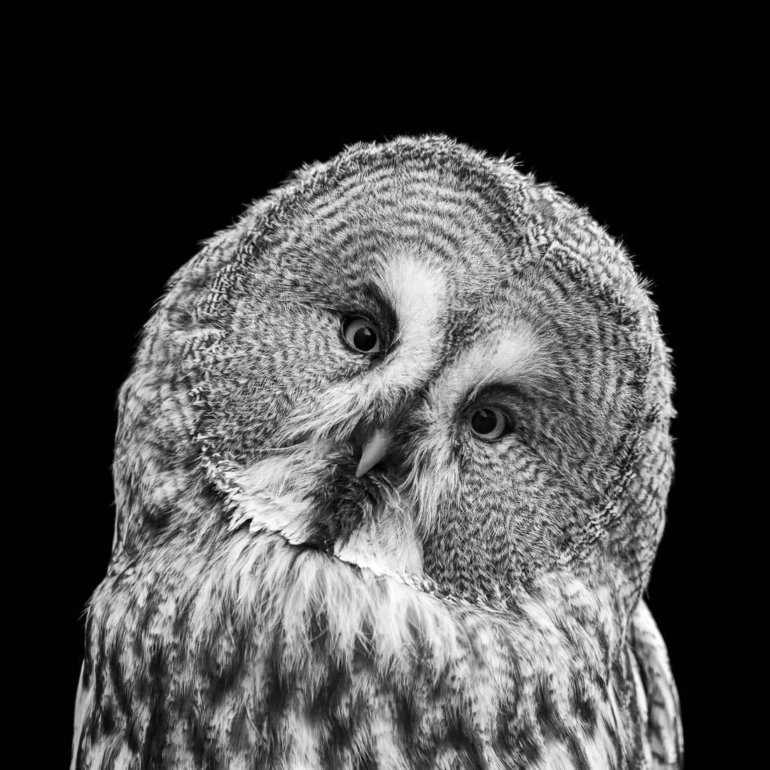 Great Grey Owl Portrait par Paul Coghlin | Acheter de l'art en ligne ...