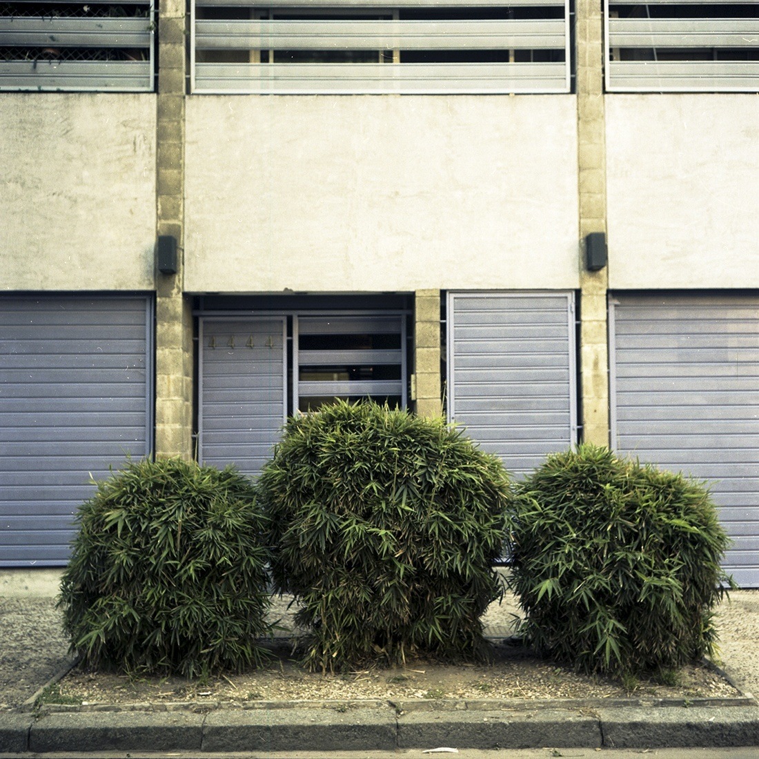 Shrubbery by Tomas Cambas | Buy Art Online | Rise Art