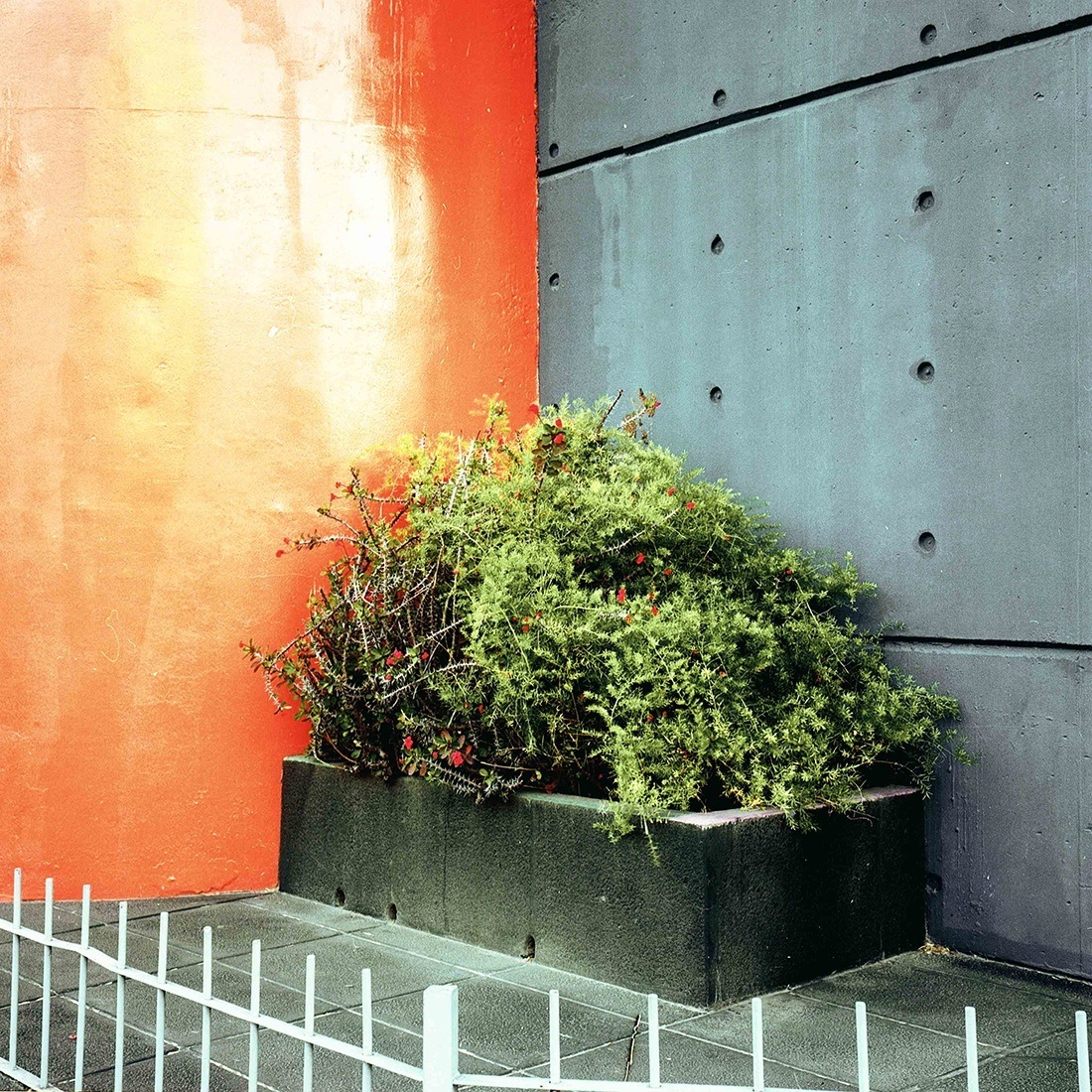 Shrubbery by Tomas Cambas | Buy Art Online | Rise Art