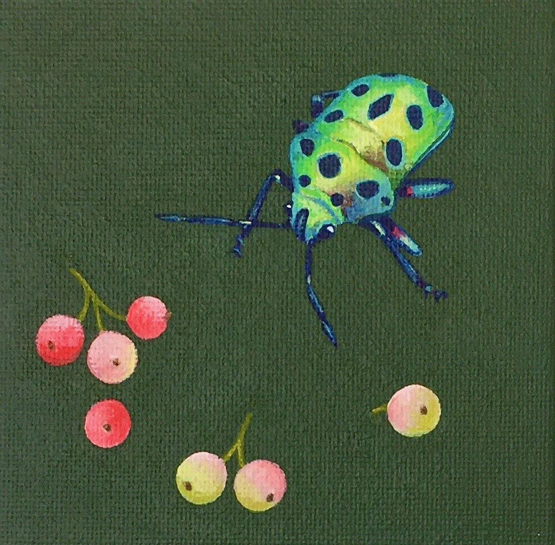 Chrysocoris stolli von Sarah Goldbart | Kunst online kaufen | Rise Art