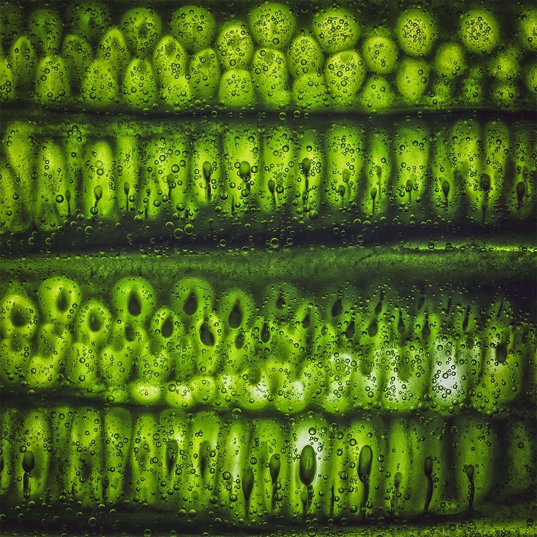 Série sur le concombre givré. Collection Carré culinaire by Night8Bird | Buy Art Online | Rise Art