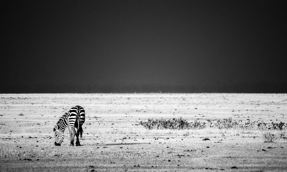 Manyara zebra by Levi Mendes | Buy Art Online | Rise Art