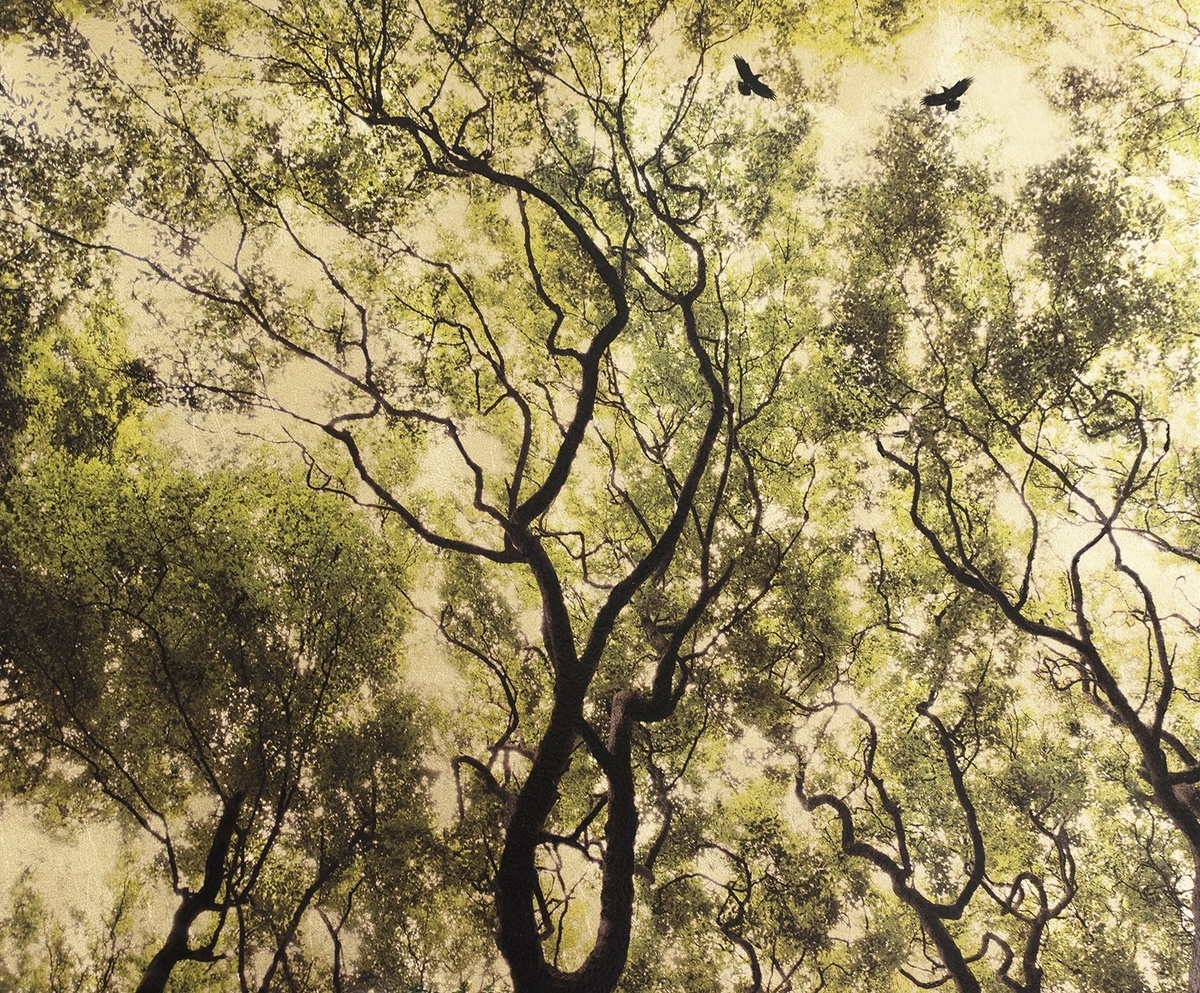 Arboris Folium IV by Robert Pereira Hind | Buy Art Online | Rise Art