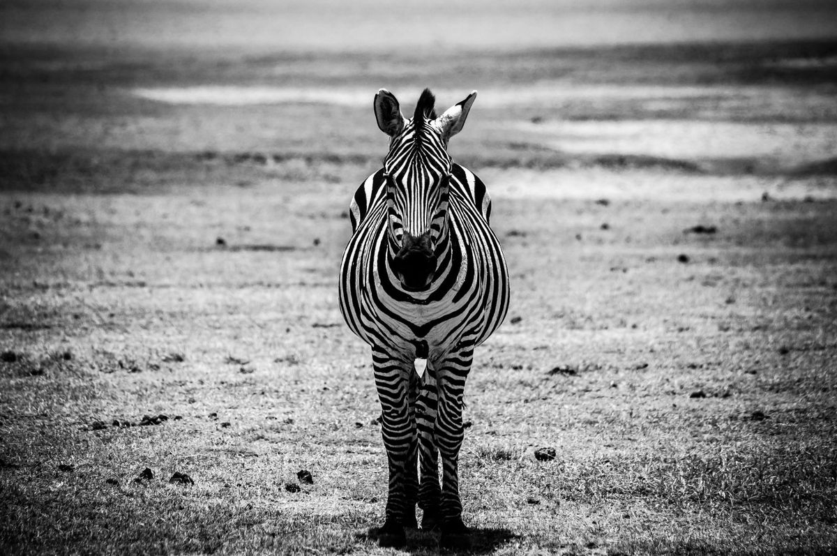 Confident zebra by Levi Mendes | Buy Art Online | Rise Art