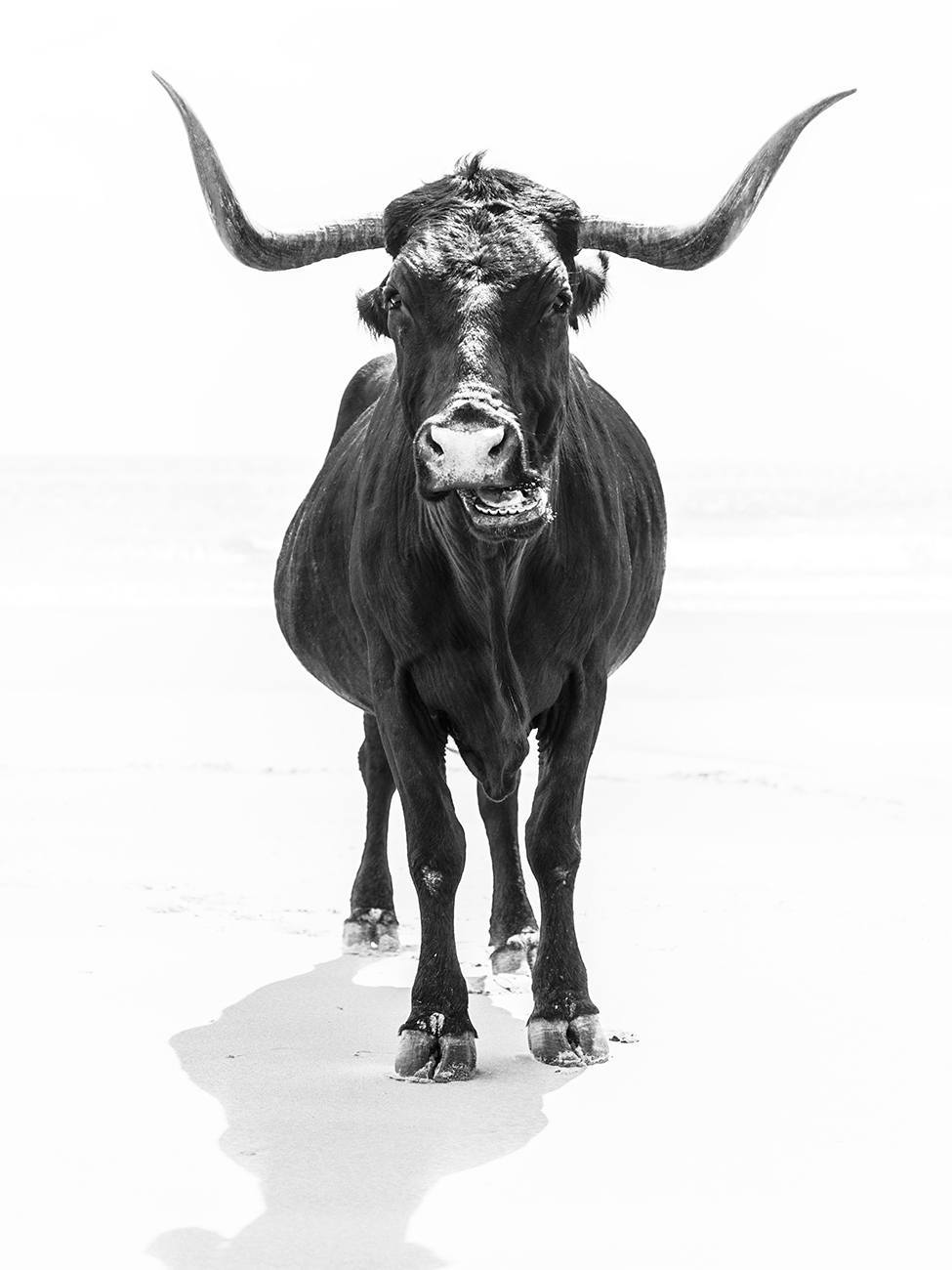 THE BULL par Andrew Lever | Acheter de l'art en ligne | Rise Art