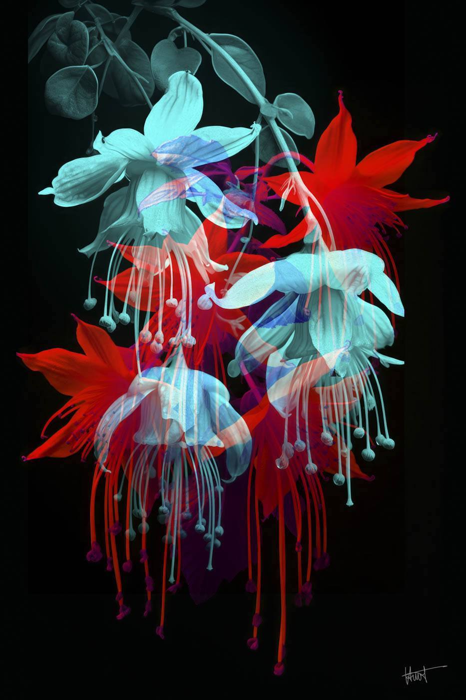 FUCHSIAS by HOLLY WATT | Buy Art Online | Rise Art