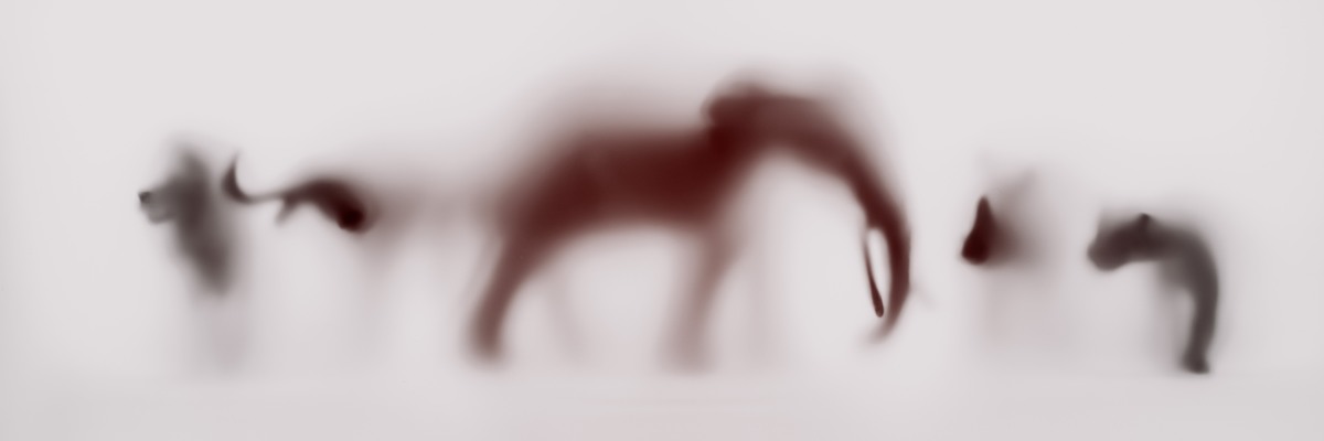 WILD LENS - BIG FIVE II by Sven Pfrommer | Buy Art Online | Rise Art