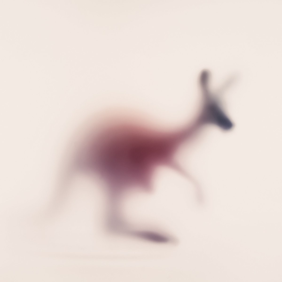 WILD LENS - KANGAROO par Sven Pfrommer | Acheter de l'art en ligne ...