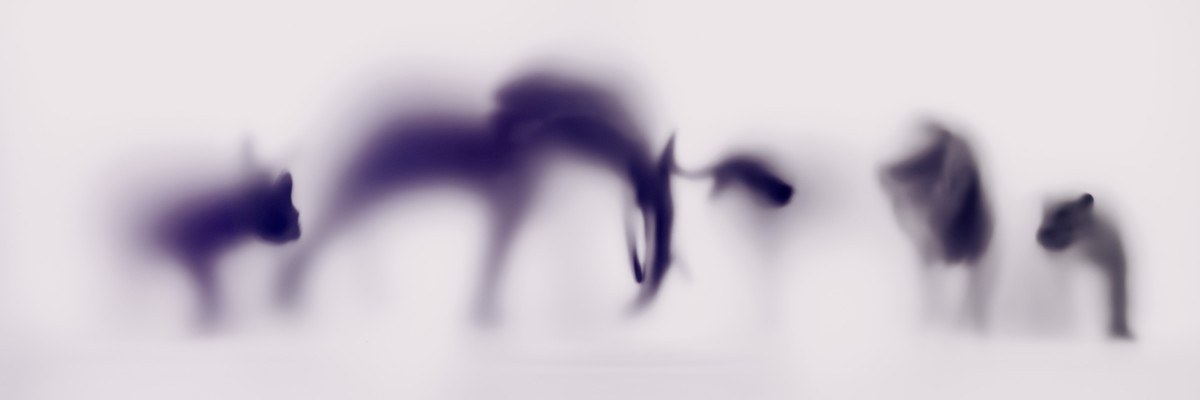 WILD LENS - BIG FIVE I by Sven Pfrommer | Buy Art Online | Rise Art