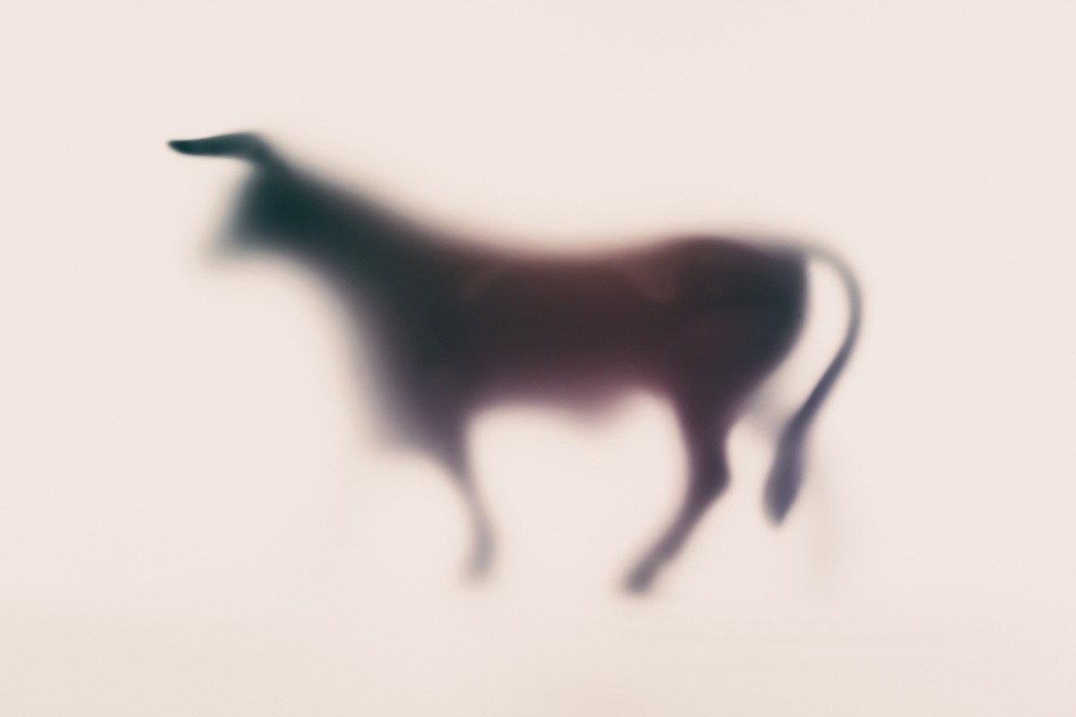 WILD LENS - TORO par Sven Pfrommer | Acheter de l'art en ligne | Rise Art