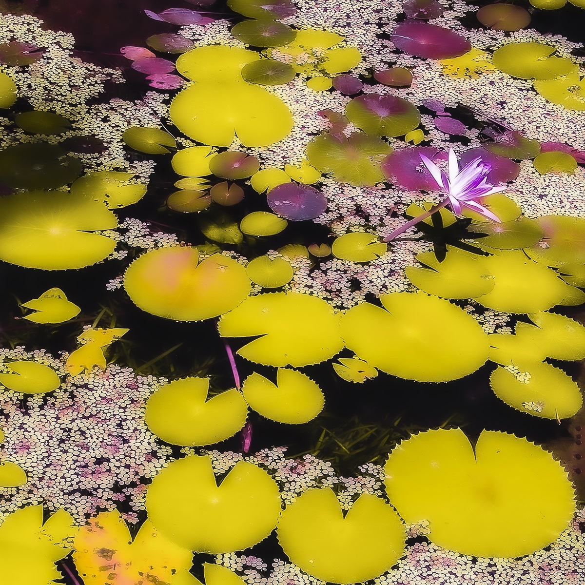 Mood Story, Chartreuse by Kristin Hart | Buy Art Online | Rise Art