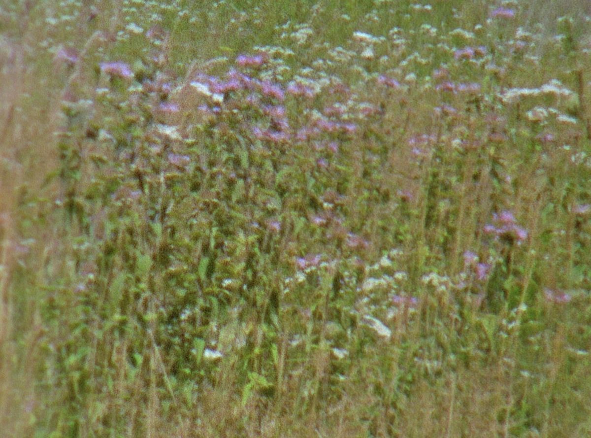 Untitled (meadow, still from We Share a Paradise) by Piper Olivas | Buy Art Online | Rise Art