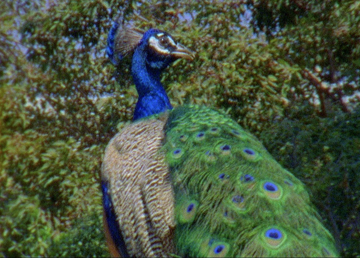 Untitled (Peacock, still from We Share a Paradise) par Piper Olivas | Acheter de l'art en ligne ...