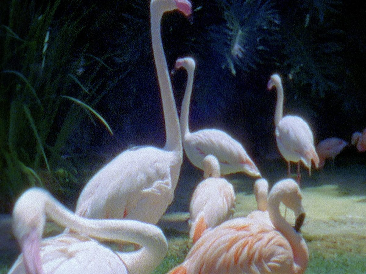 Untitled (still from We Share a Paradise) by Piper Olivas | Buy Art Online | Rise Art