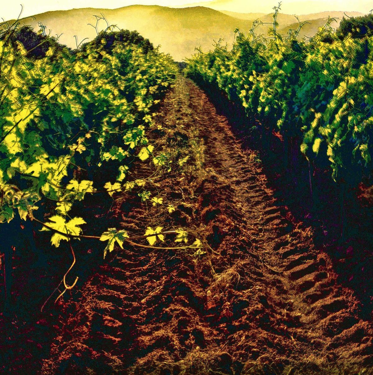 Les Vibrations de la vigne #4 by Gaëlle Cueff | Buy Art Online | Rise Art