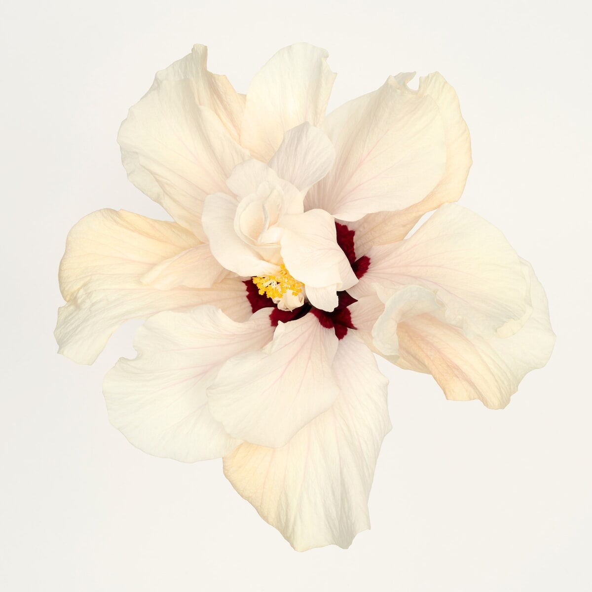HIBISCUS IN WHITE by Andrew Lever | Buy Art Online | Rise Art