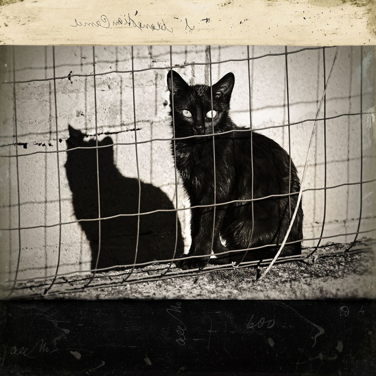 Cat von Thierry Boitier | Kunst online kaufen | Rise Art