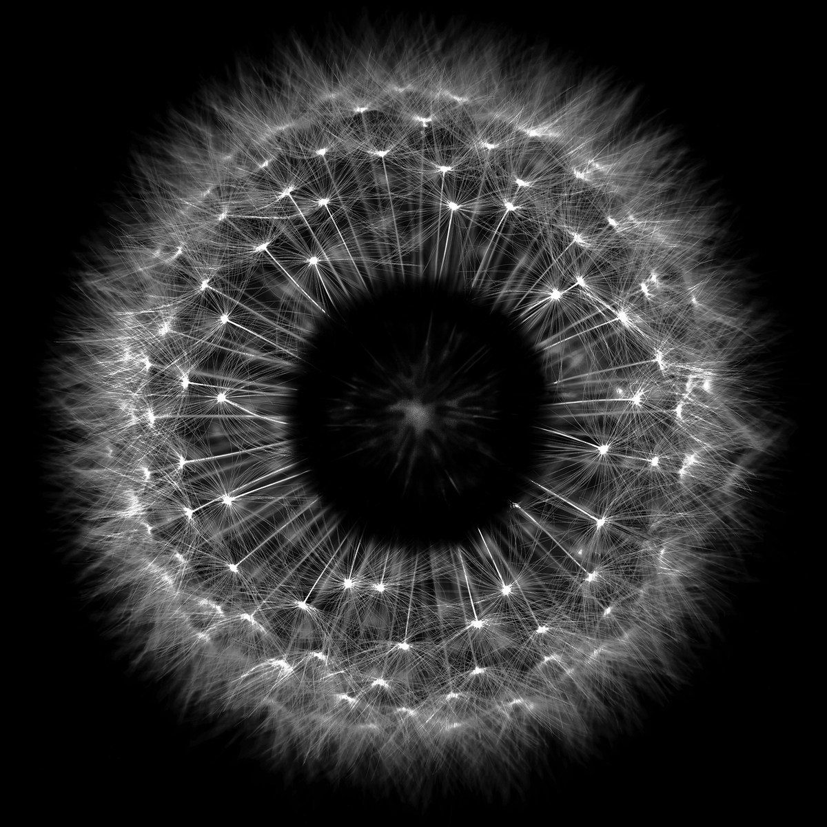 Le pissenlit (Grand format) by Sovann Kim | Buy Art Online | Rise Art