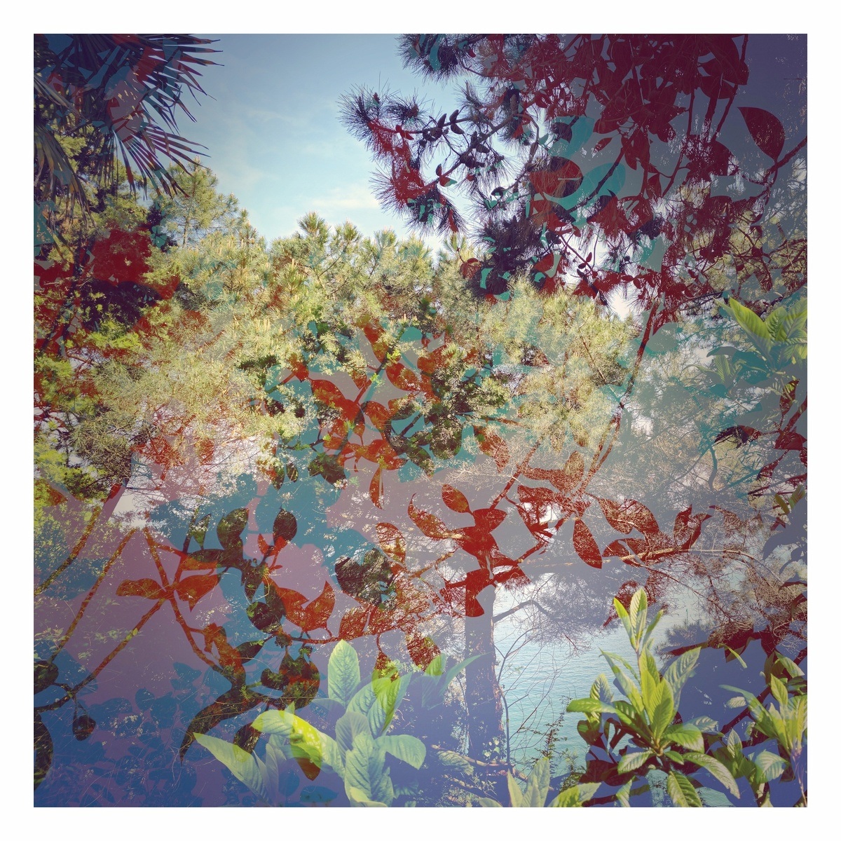 La canopée du palmier by Nicolas Le Beuan Bénic | Buy Art Online | Rise Art