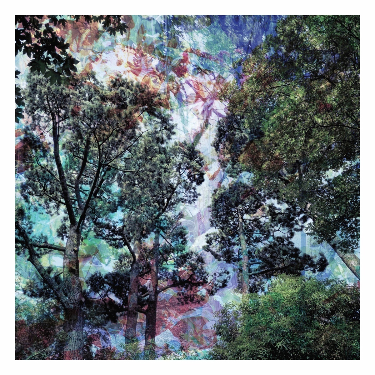 La canopée des sommets von Nicolas Le Beuan Bénic | Kunst online kaufen ...