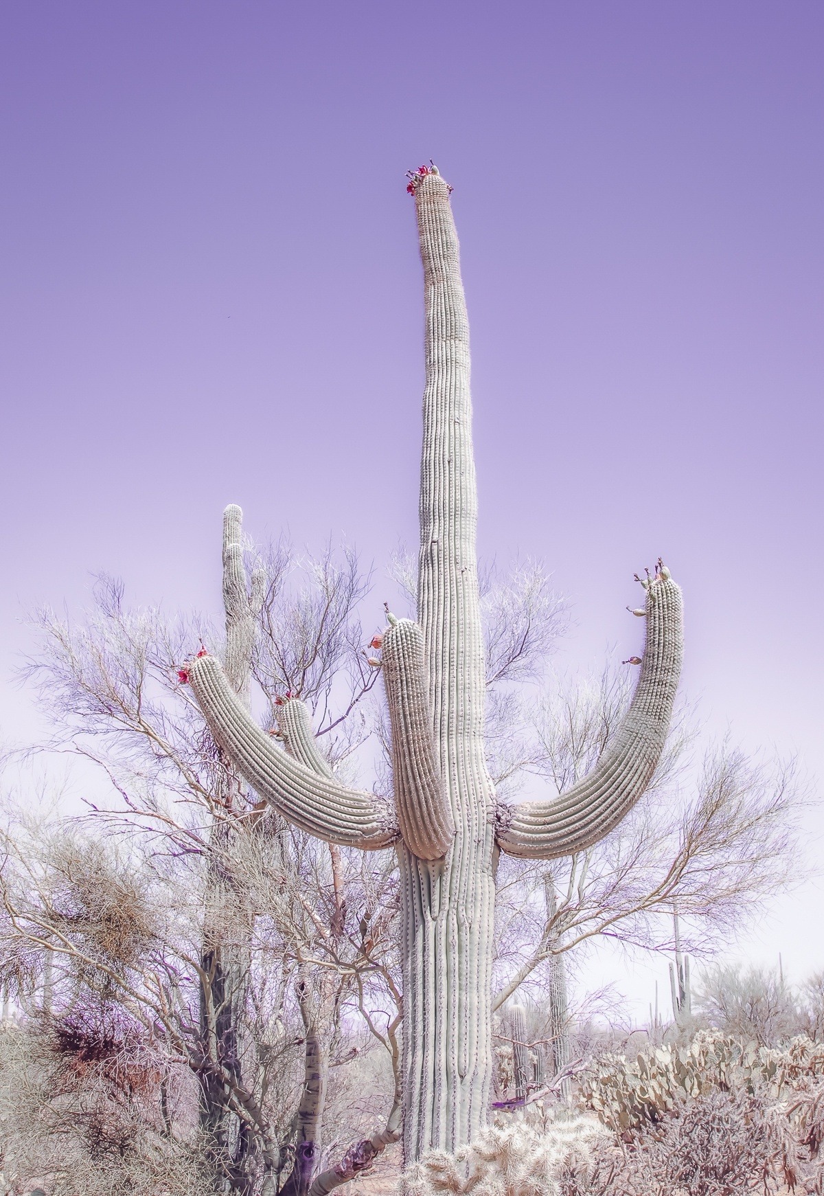 DESERT BLOOMS - PERIWINKLE by Kristin Hart | Buy Art Online | Rise Art