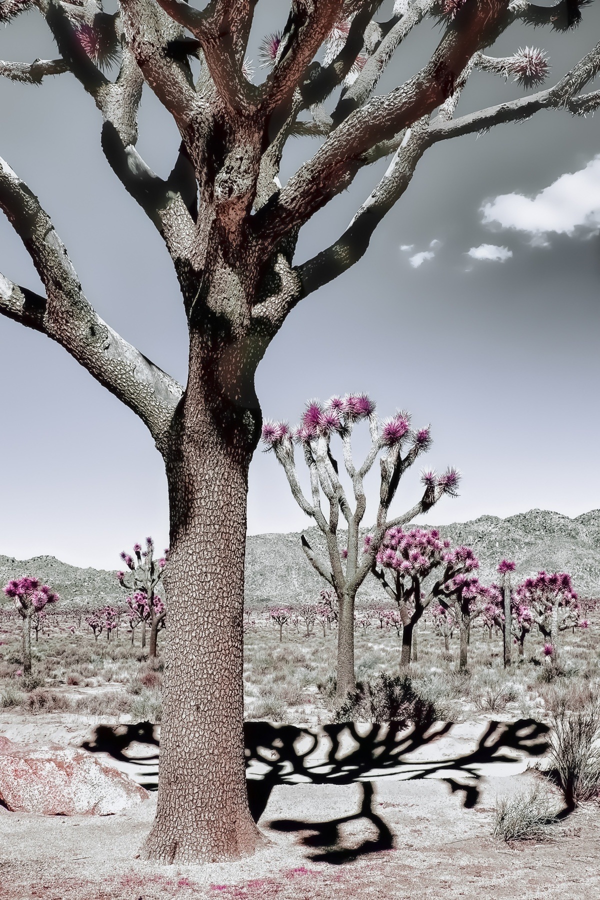 Joshua Tree, Silver by Kristin Hart | Buy Art Online | Rise Art