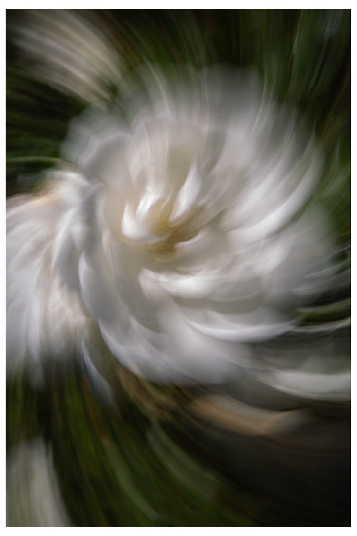 White Rose by Matthew Farrar | Buy Art Online | Rise Art