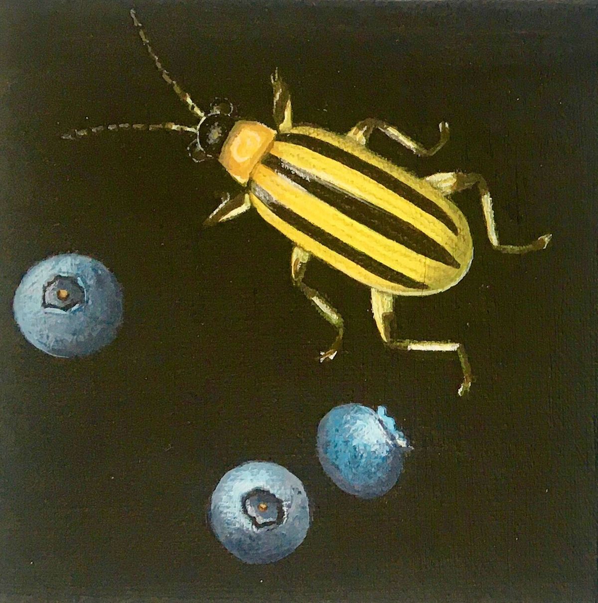 Scarabée Tigre et Myrtilles (Tiger Beetle & Blueberries) par Sarah ...