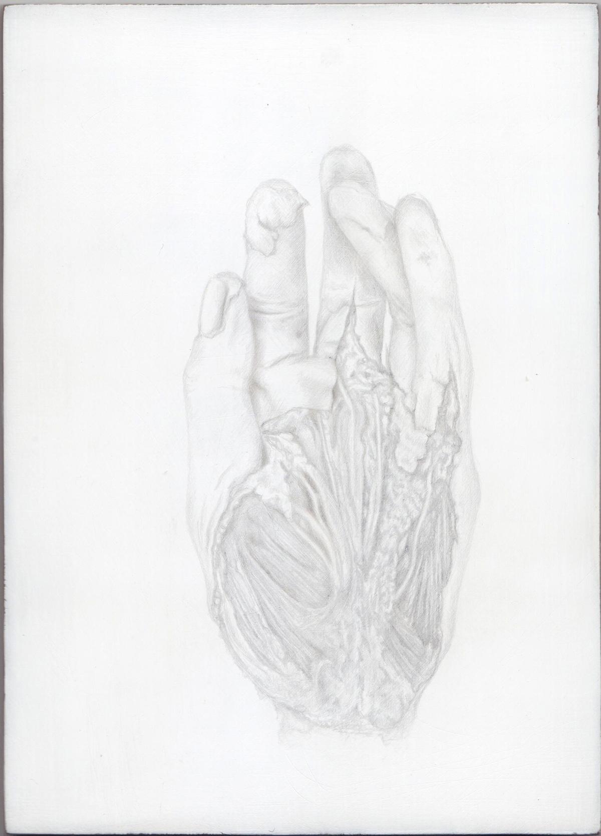 Disected hand by Kirsty Harris | Buy Art Online | Rise Art