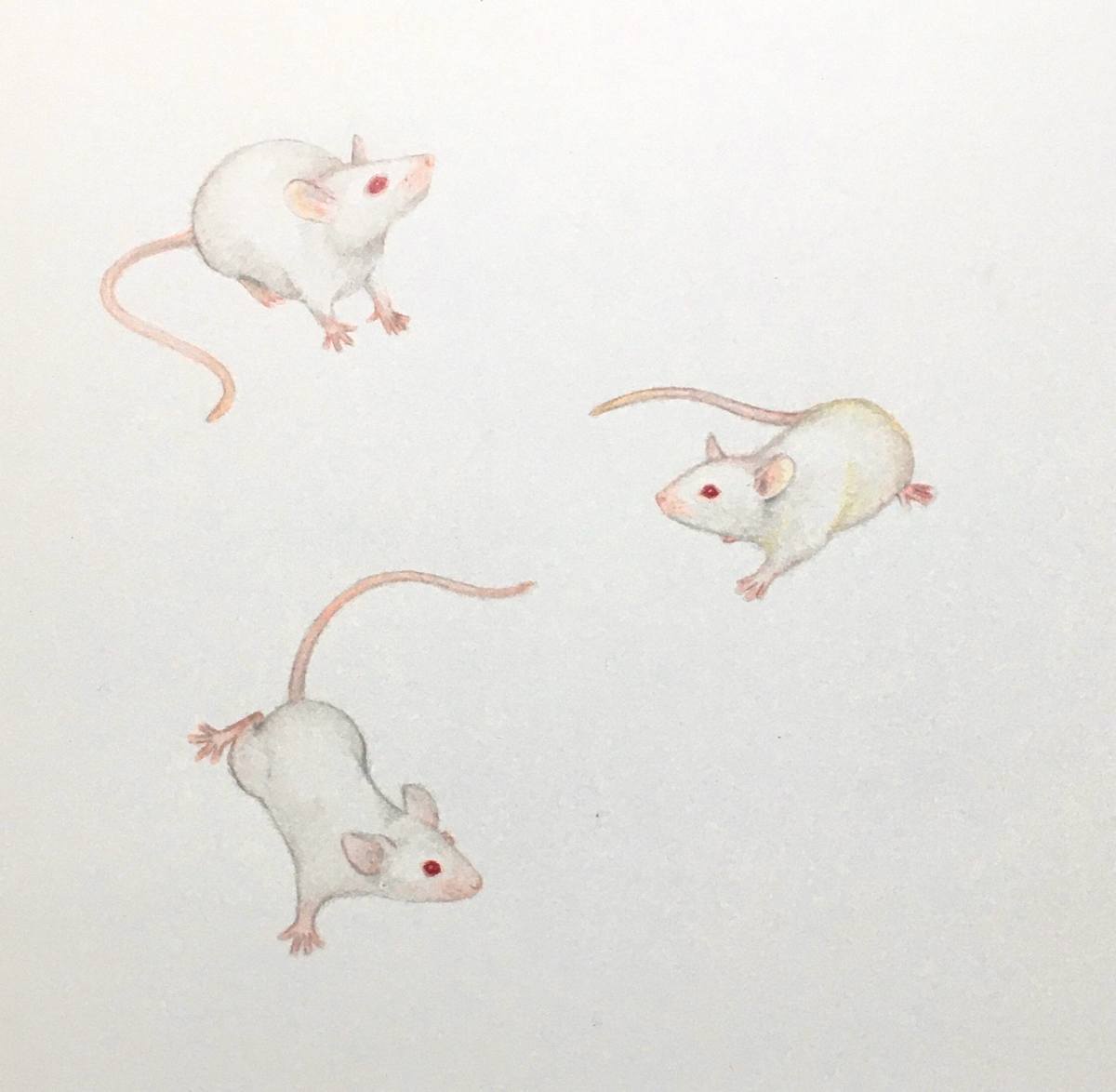 Three White Mice (study) par Sarah Goldbart | Acheter de l'art en ligne ...