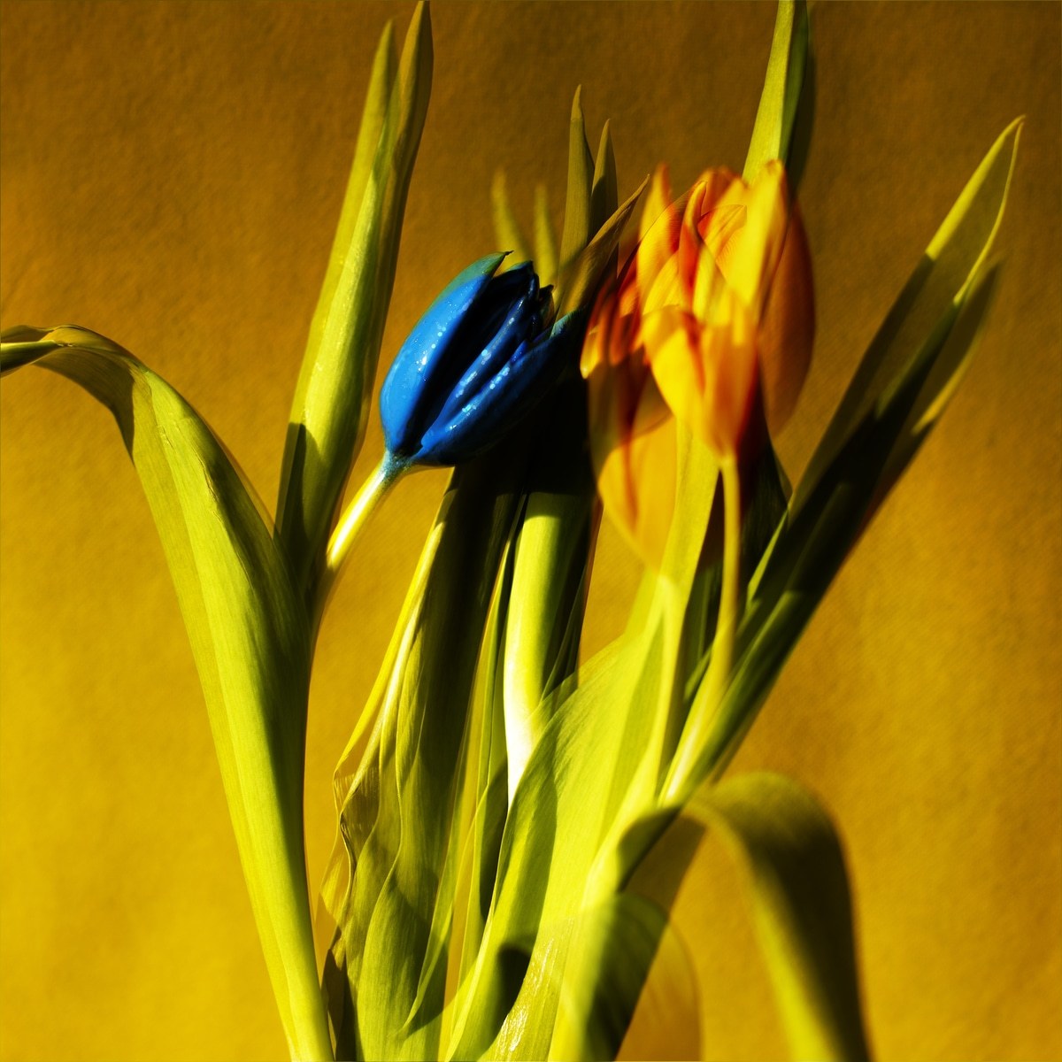Tulipe-01 by Emilie Moysson | Buy Art Online | Rise Art