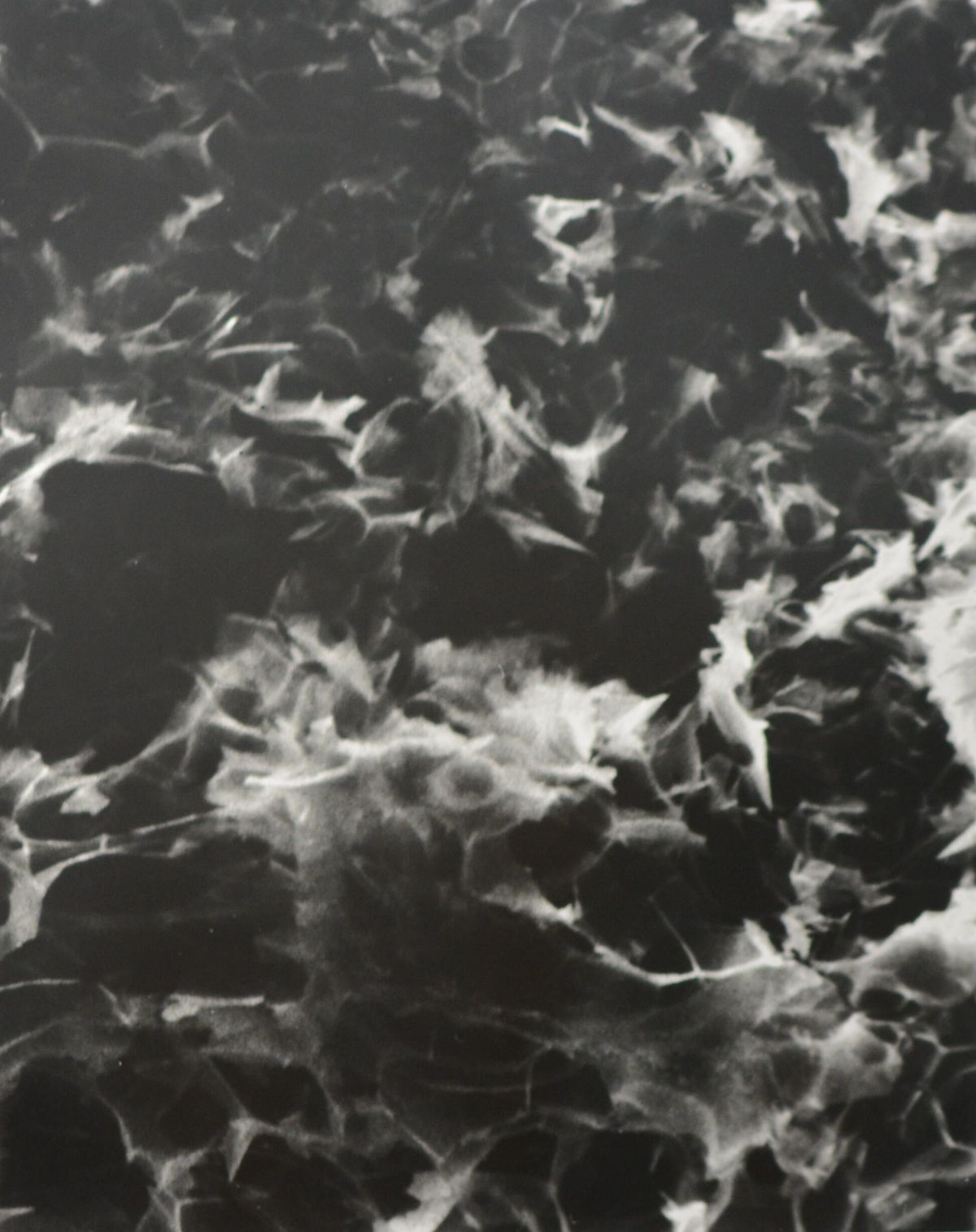 Pandora's Box _ Negatif 006 by Juliana Borinski | Buy Art Online | Rise Art