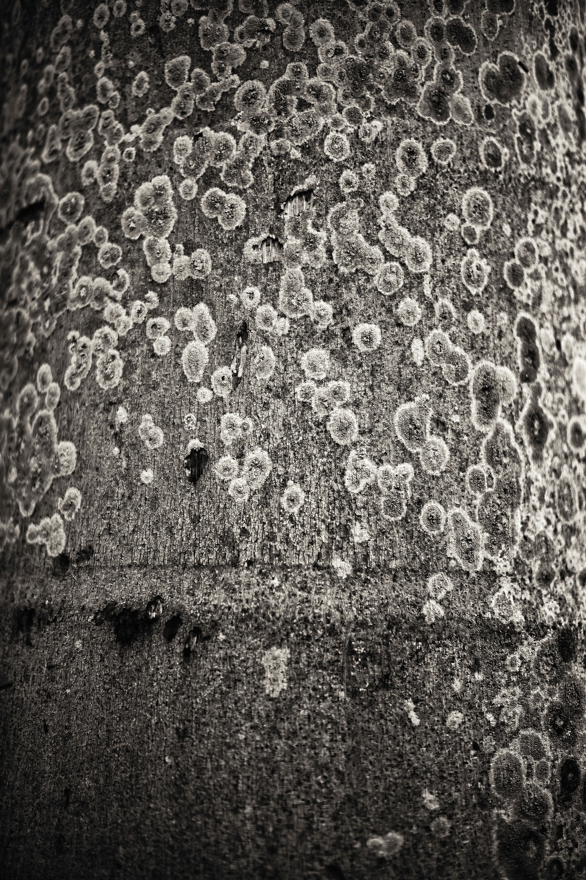 Lichenification by Geoffrey Ansel Agrons | Buy Art Online | Rise Art