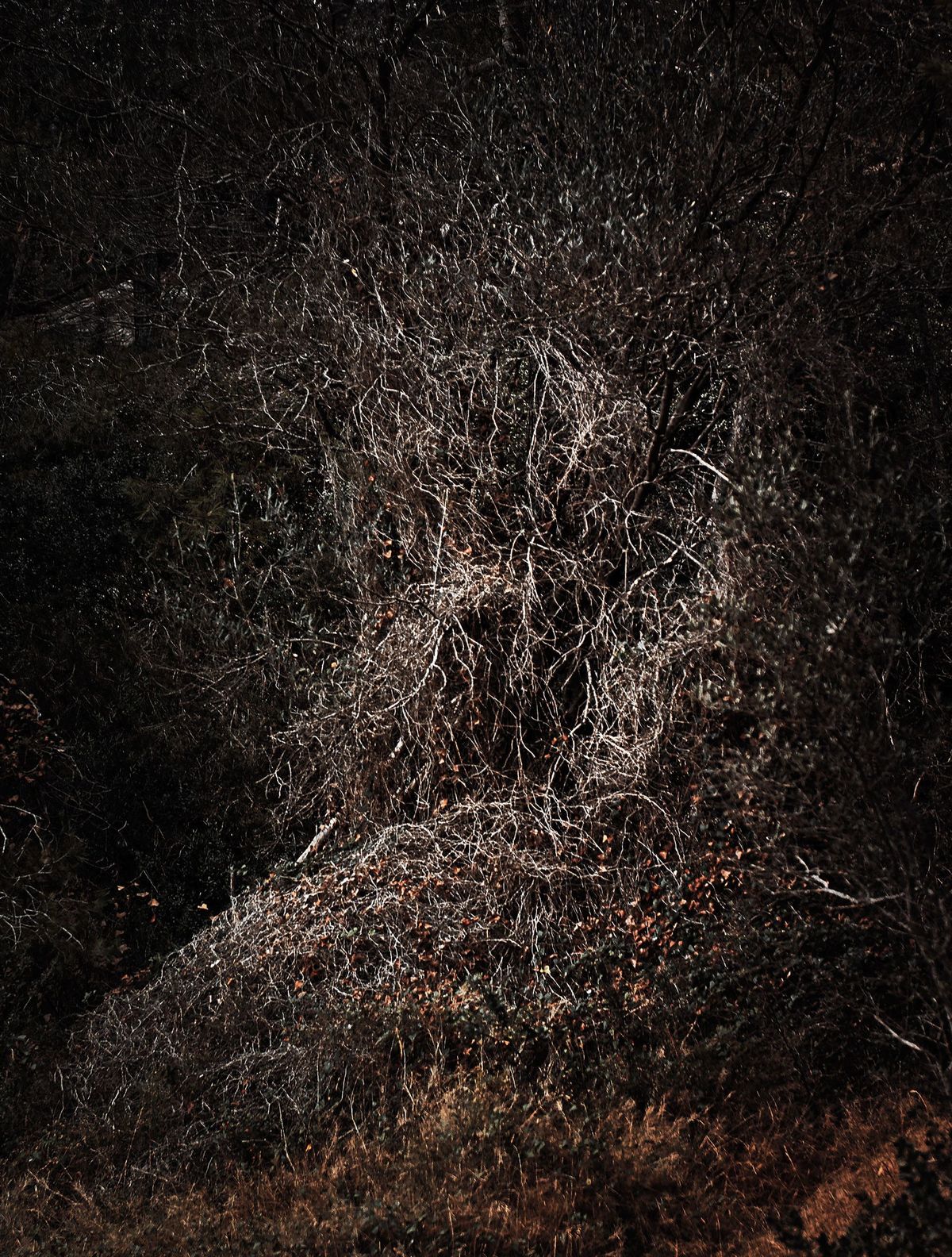 Hamadryades 22 by Michèle Sainte-Beuve | Buy Art Online | Rise Art