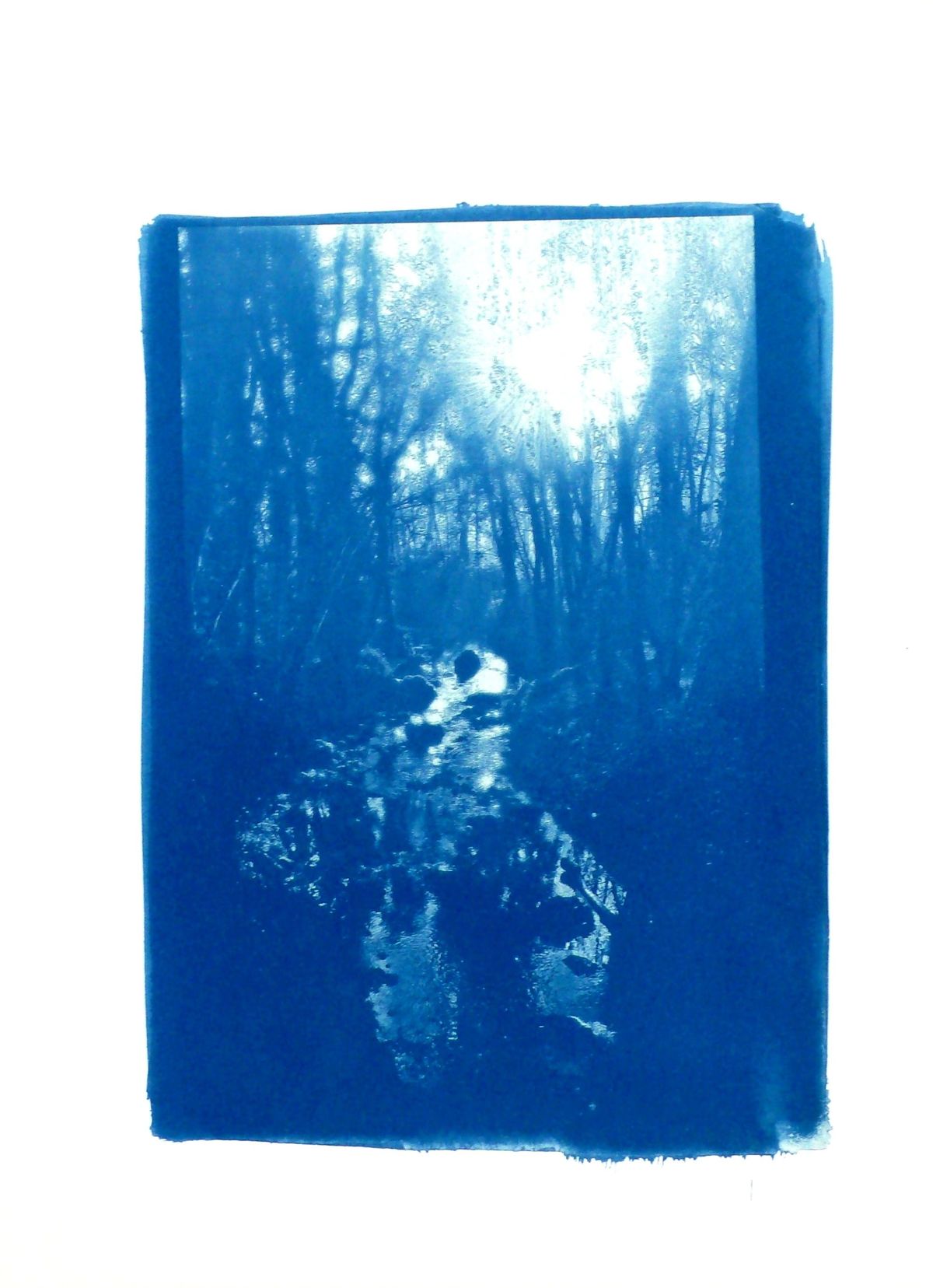 Cyanotype B16 by Franck Ampenot | Buy Art Online | Rise Art