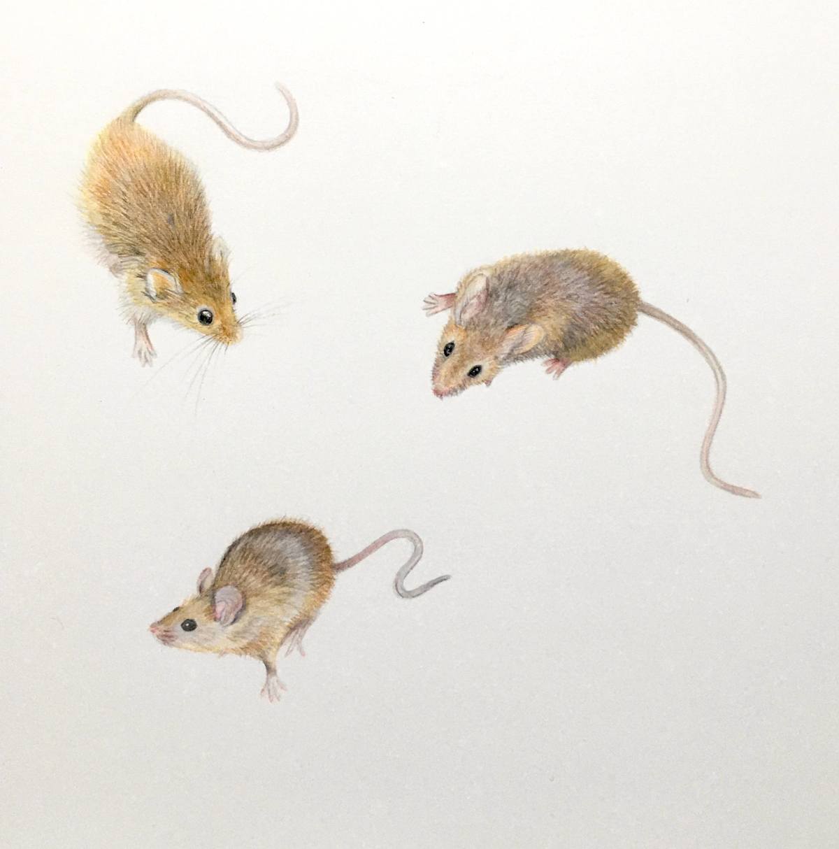 Three Brown Mice (study) von Sarah Goldbart | Kunst online kaufen ...