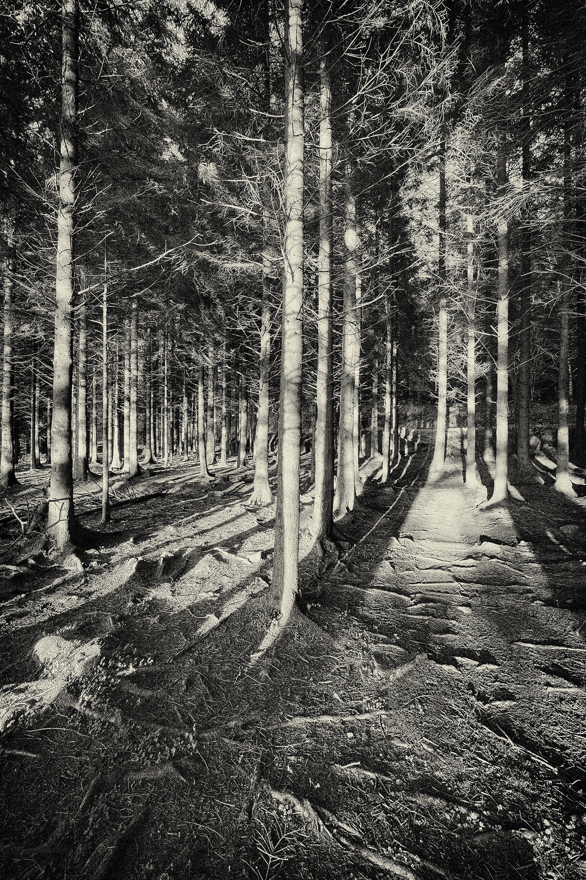 Coillte na Nollag (Contae an Chláir, Éire) par Geoffrey Ansel Agrons ...