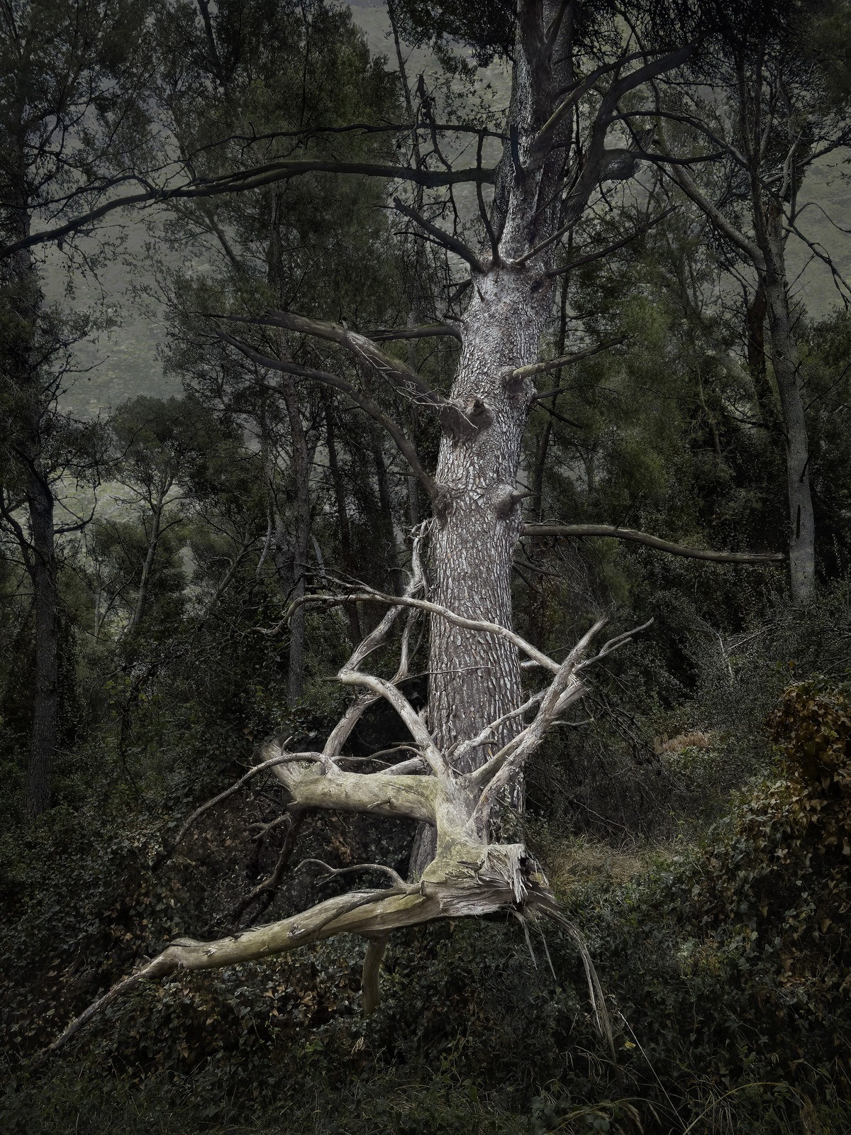 Hamadryades 17 von Michèle Sainte-Beuve | Kunst online kaufen | Rise Art