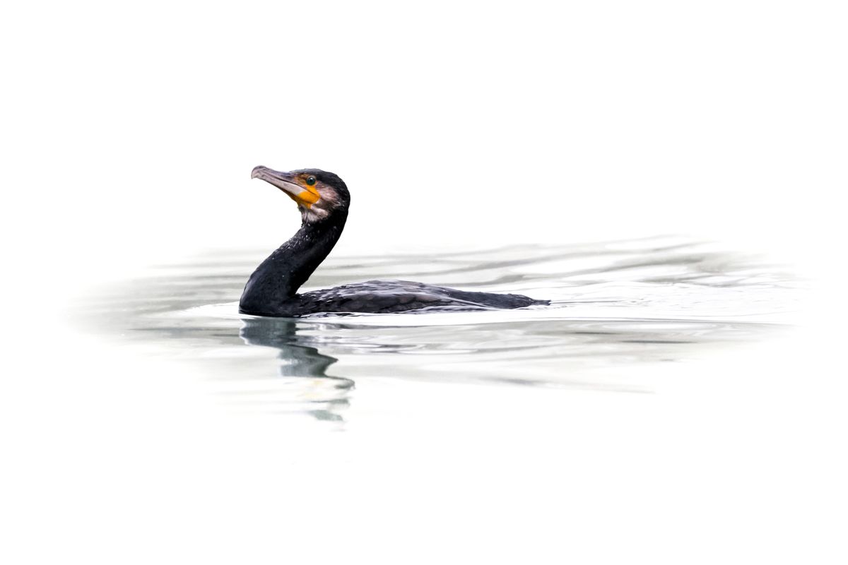 Cormoran2 by Jean-Charles Ouvrard | Buy Art Online | Rise Art