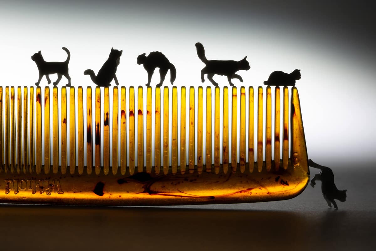 Cat-a-comb by David Gilliver | Buy Art Online | Rise Art
