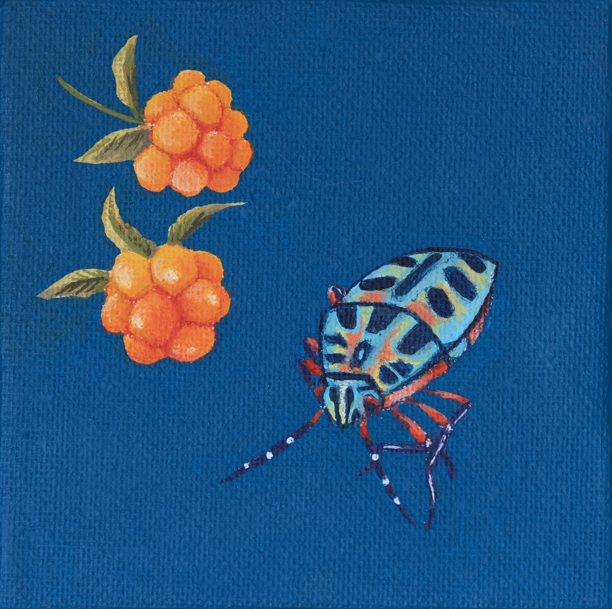 Calidea dregii par Sarah Goldbart | Acheter de l'art en ligne | Rise Art