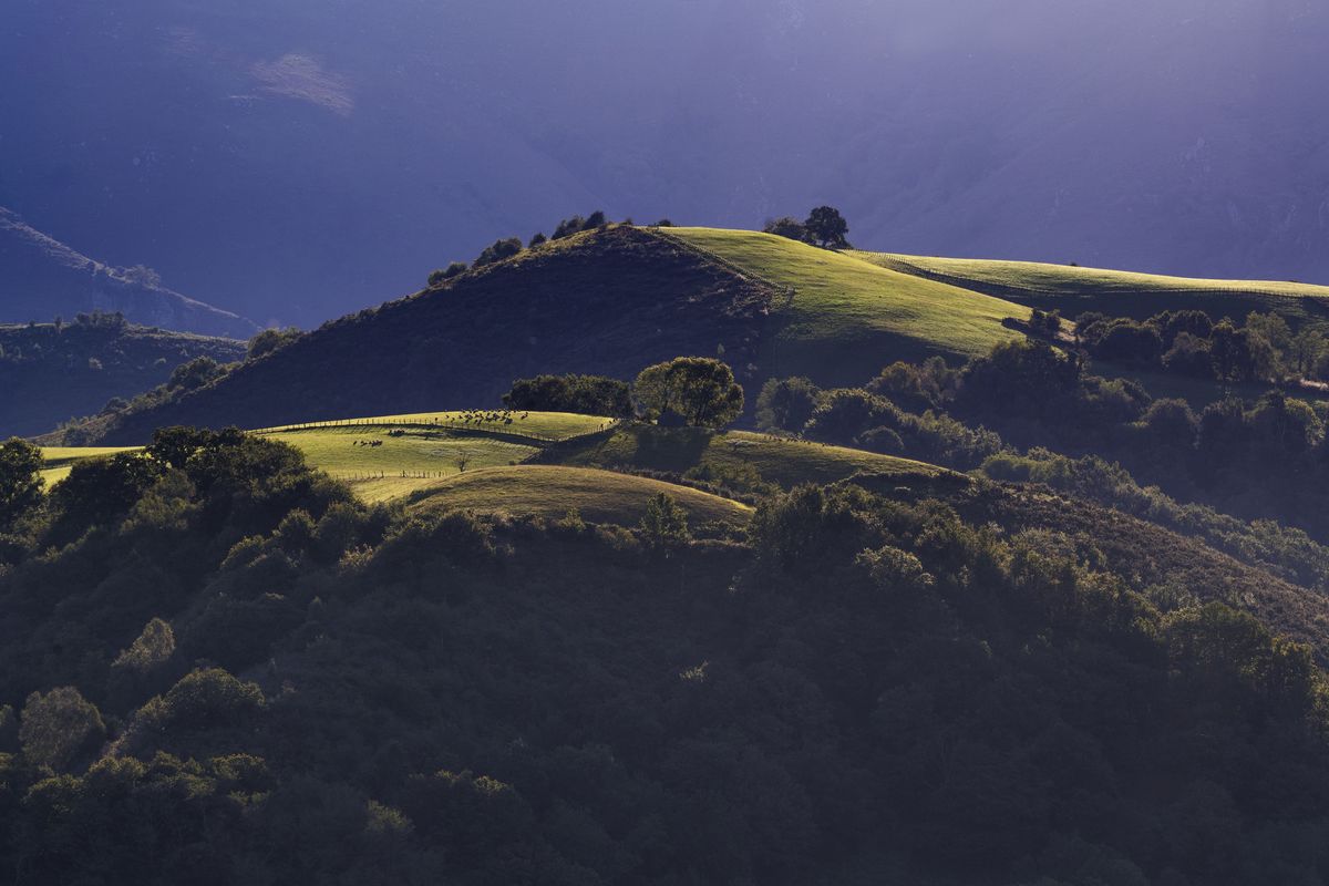 Vert basque par Laurence Biaggi | Acheter de l'art en ligne | Rise Art