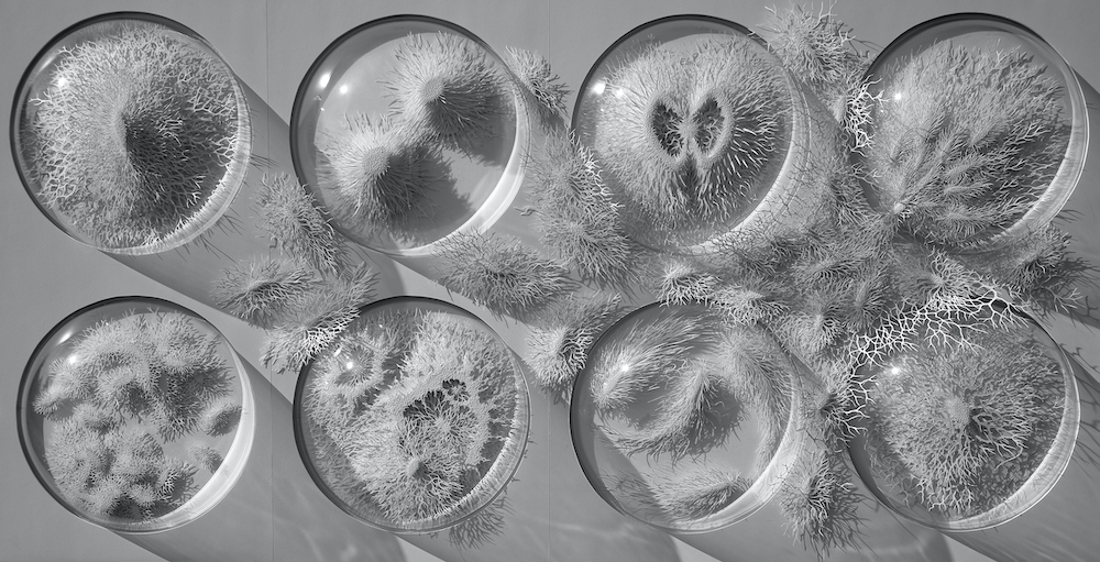 Rogan Brown and the Art of Science | Rise Art