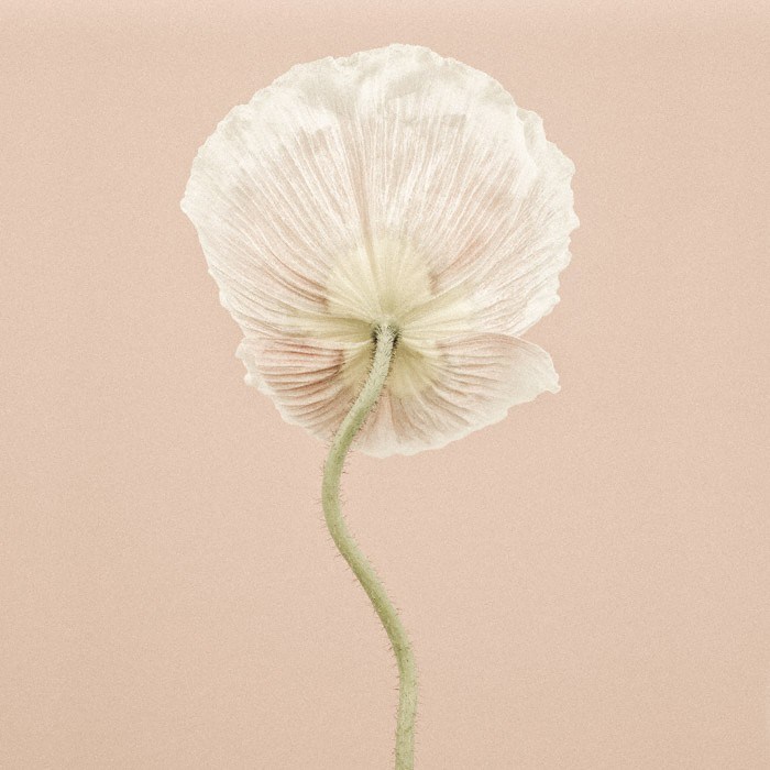 Icelandic Poppy III par Paul Coghlin | Acheter de l'art en ligne | Rise Art
