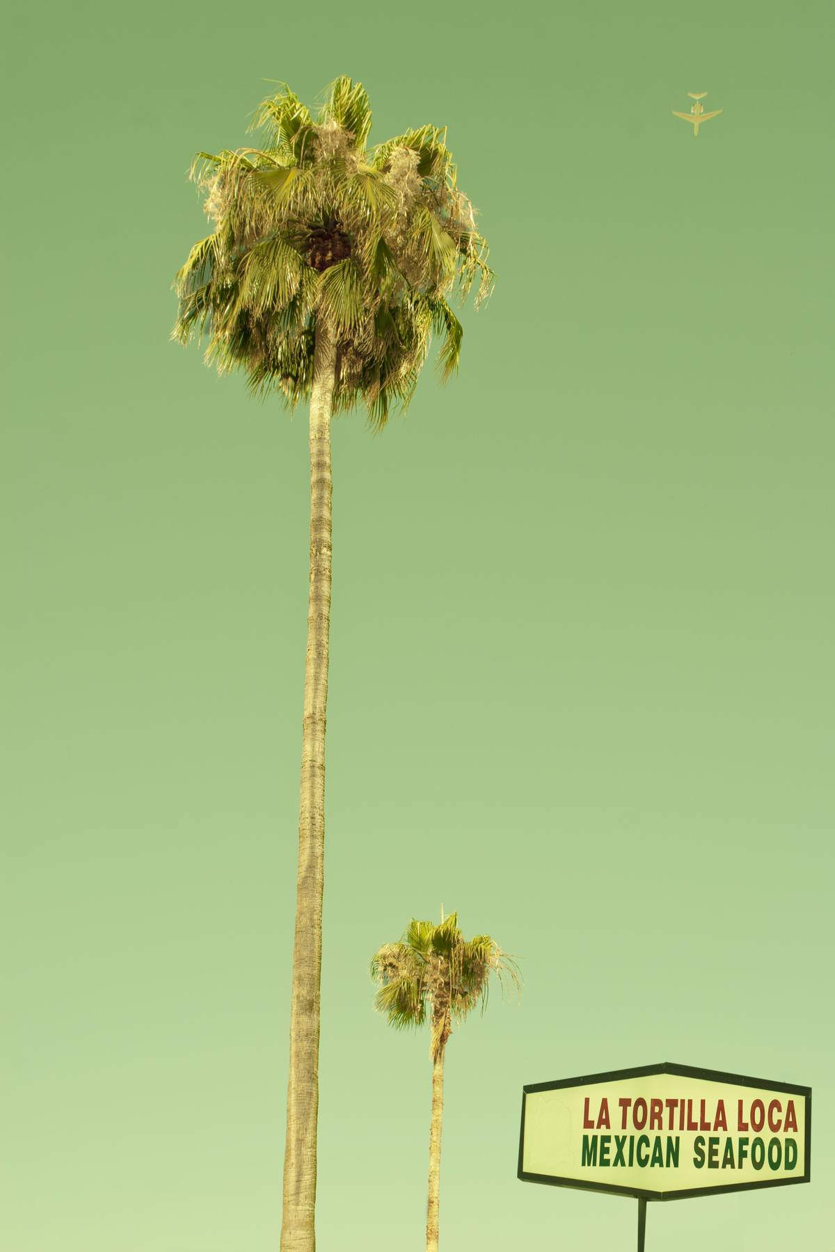La Tortilla Loca & Palm Trees von Rita Minichiello | Kunst online ...
