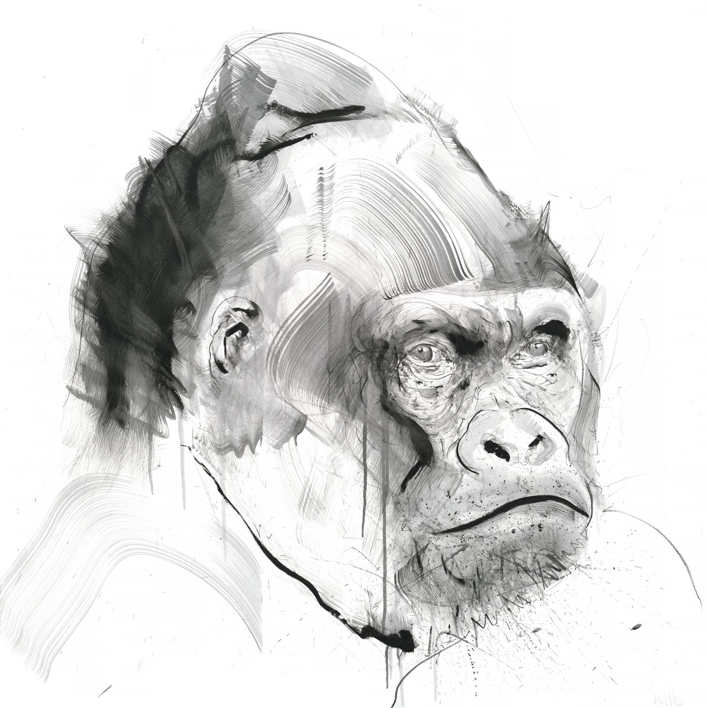 “It becomes timeless”: Dave White’s category-defying animal portraits ...